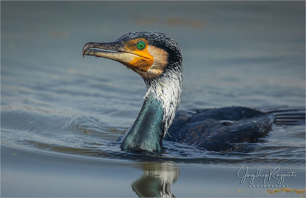 Great Cormorant - Image Critiques - Nature Photographers Network