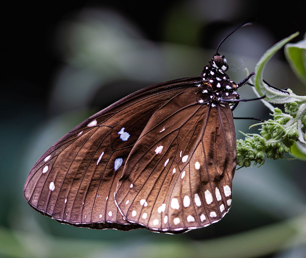Spotted Black Crow (Euploea crameri bremeri) - Macro/Close-up Critiques ...