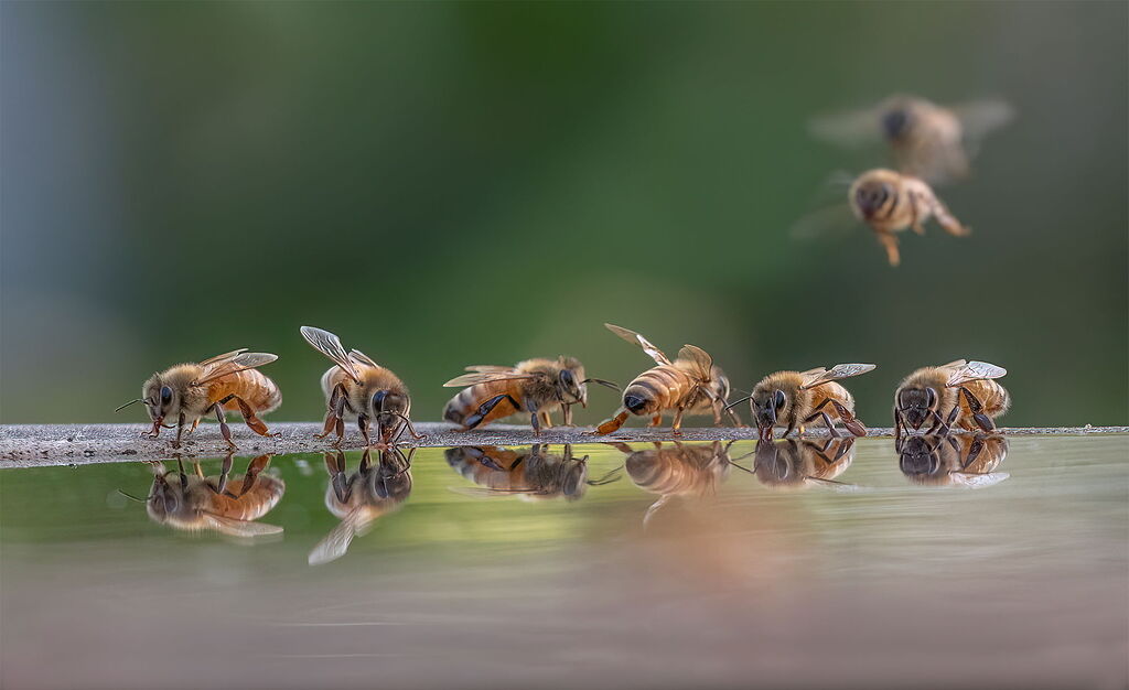 Bees at the Bird Bath - Macro/Close-up Critiques - Nature Photographers ...