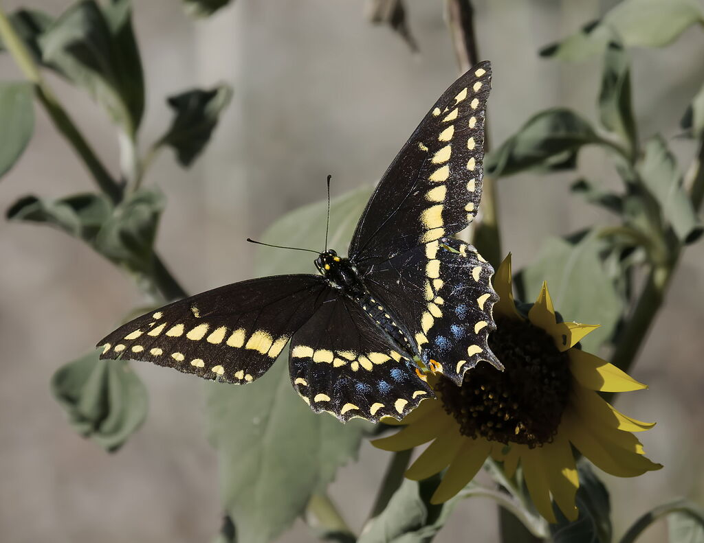 Black Swallowtail in flight - Image Critiques - Nature Photographers ...