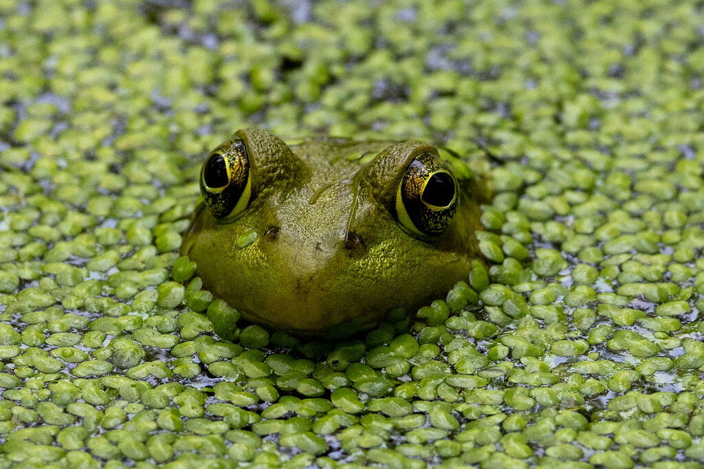 Ribbit - Wildlife Critiques - Nature Photographers Network