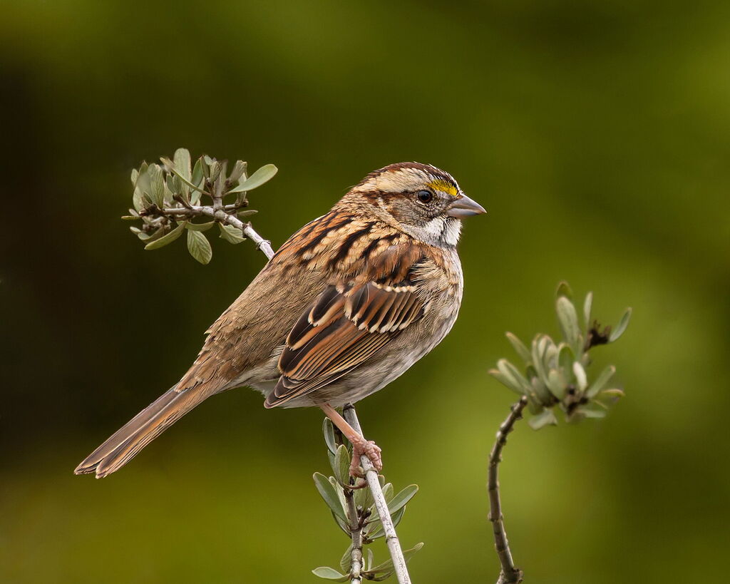 White-throated Sparrow and repost - Image Critiques - Nature ...