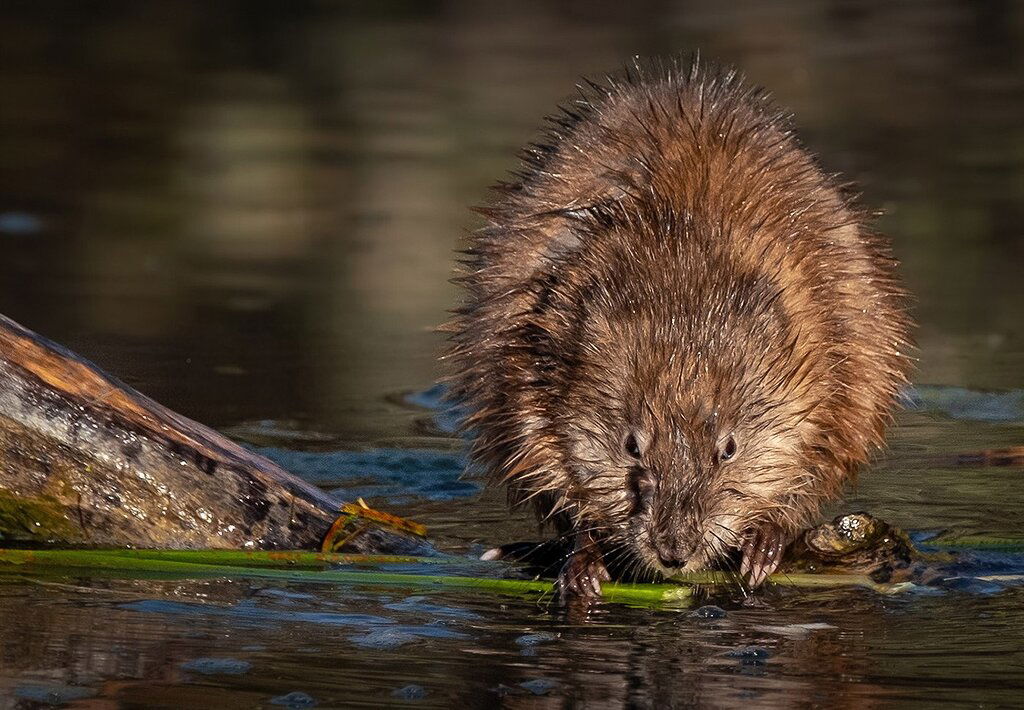 Muskrat Love at Red Fox Meadows - Wildlife Critiques - Nature ...