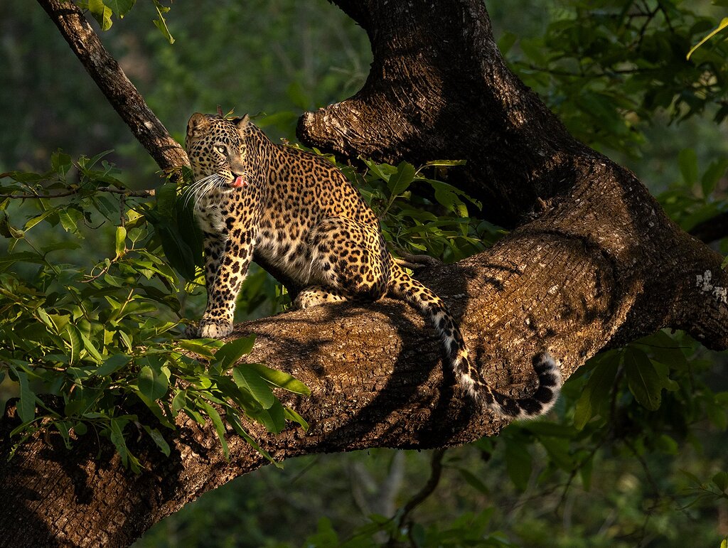 A Charismatic Animal - Image Critiques - Nature Photographers Network