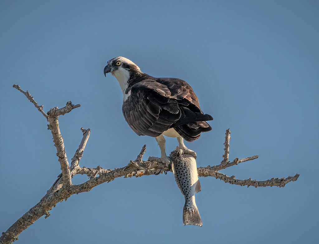 Osprey Guards Lunch - Avian Critiques - Nature Photographers Network