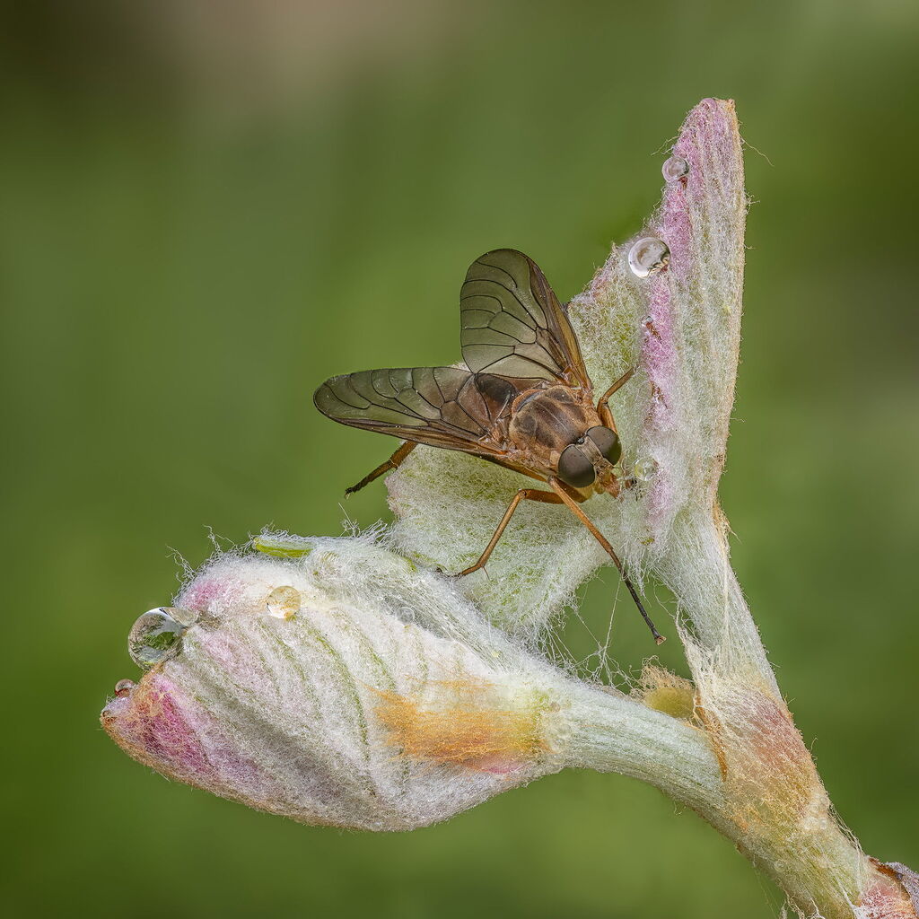 Fly on Wild Grape - Image Critiques - Nature Photographers Network