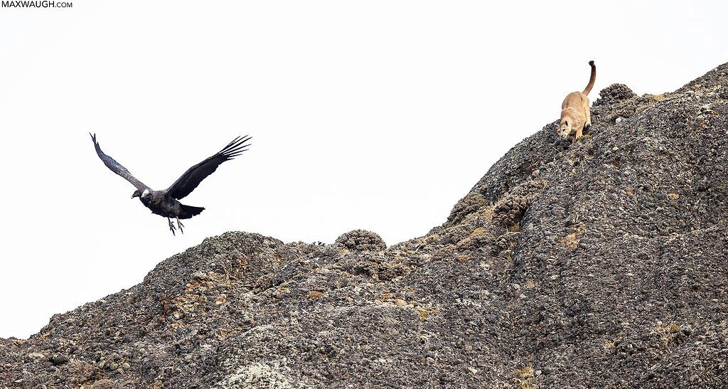 Puma Hunting Condor - Wildlife Critiques - Nature Photographers Network