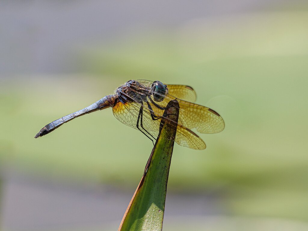 Joining the Dash club (+1 re-edit) - Macro/Close-up Critiques - Nature ...