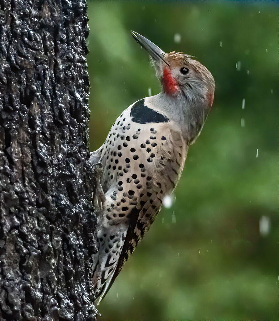 Flicker in the Rain - Image Critiques - Nature Photographers Network