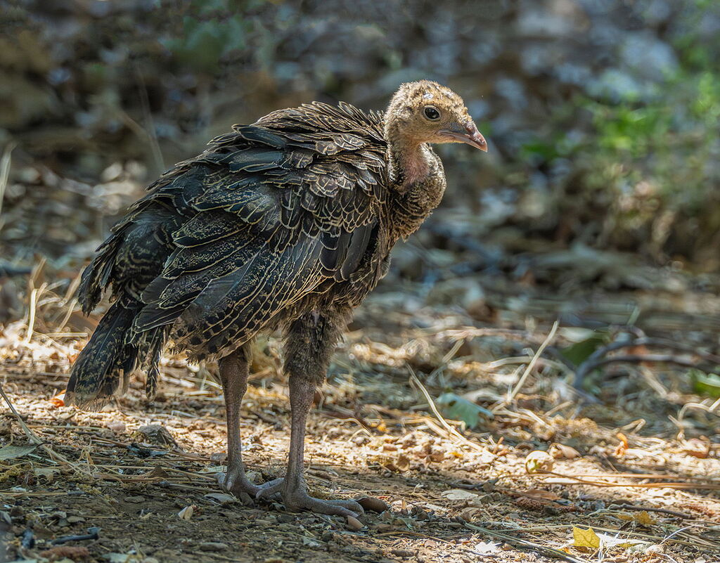 Poult - Image Critiques - Nature Photographers Network