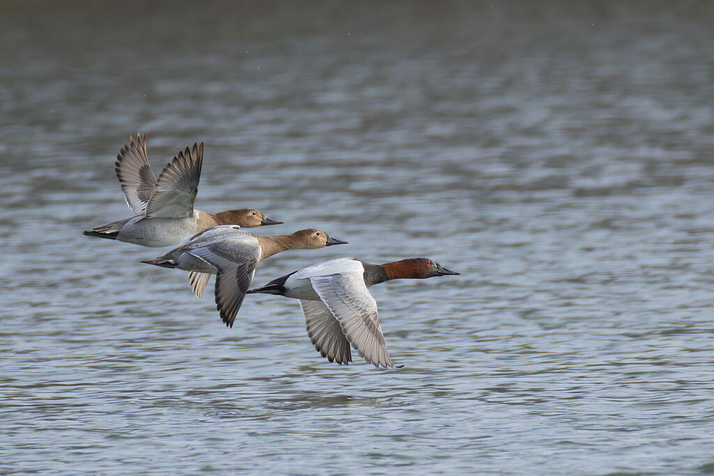 Canvasback Ducks - Avian Critiques - Nature Photographers Network