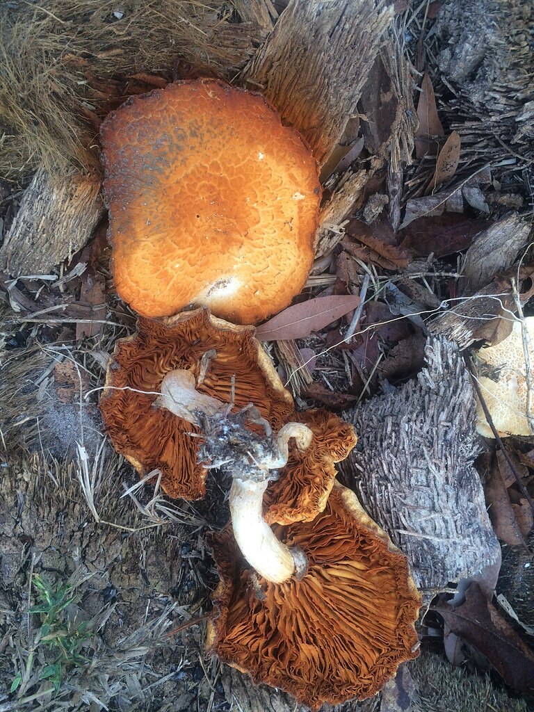 Fungi - Abstract Nature Critiques - Nature Photographers Network
