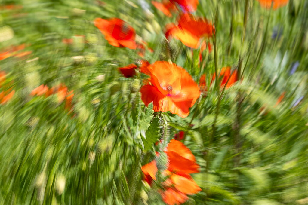 Swirl - Image Critiques - Nature Photographers Network