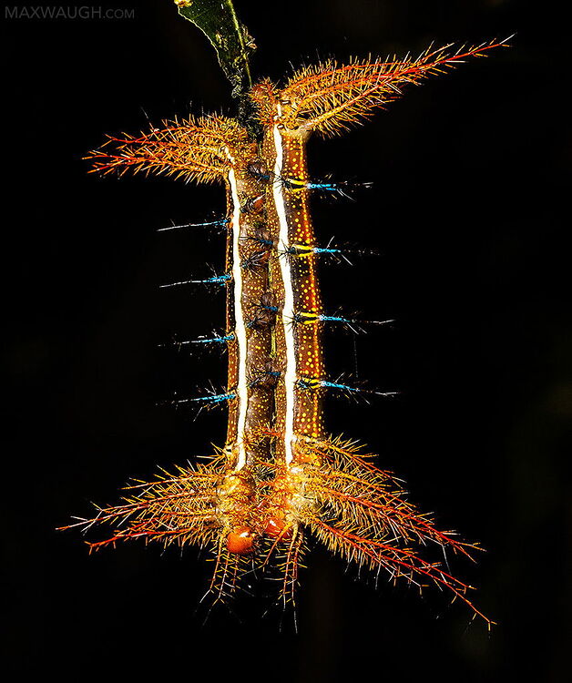 Automeris Caterpillars - Macro/Close-up Critiques - Nature ...