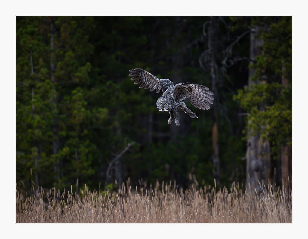Grey Ghost Yellowstone NP - Avian Critiques - Nature Photographers Network
