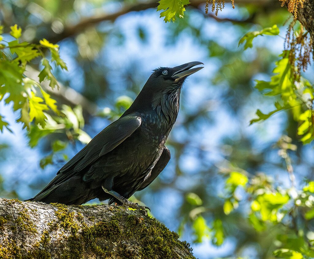 Raven Calling - Avian Critiques - Nature Photographers Network