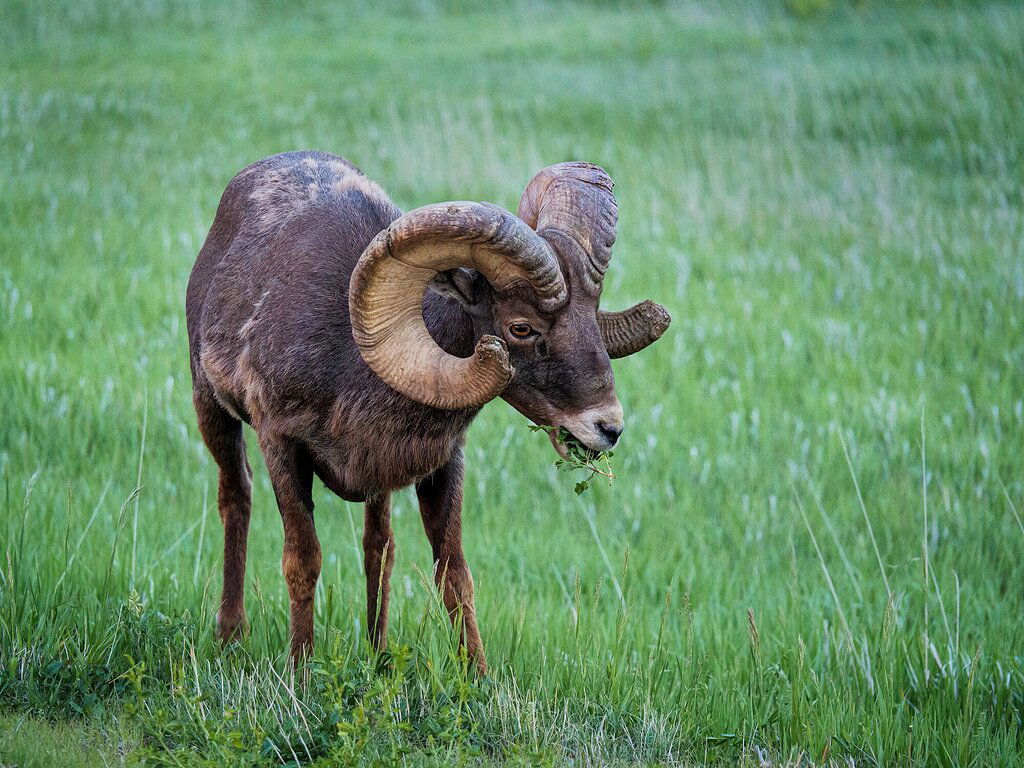 Ram in the morning, ram in the evening (ain't we got fun?) - Wildlife ...