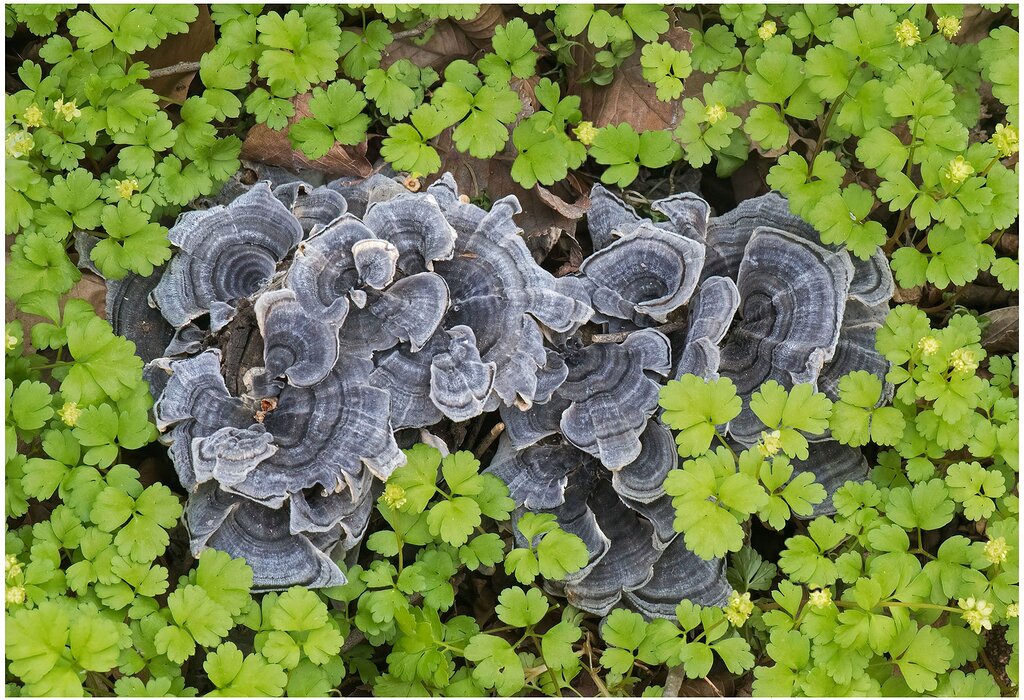 Fungi in the Spring - Image Critiques - Nature Photographers Network