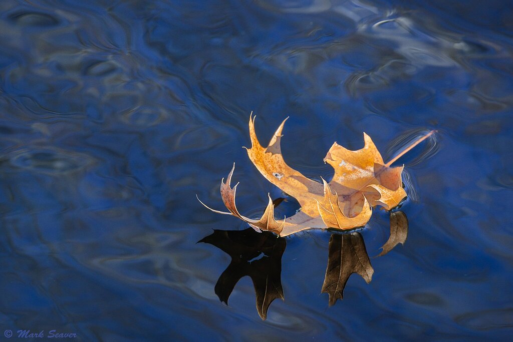 Floating Leaf #1 - Image Critiques - Nature Photographers Network