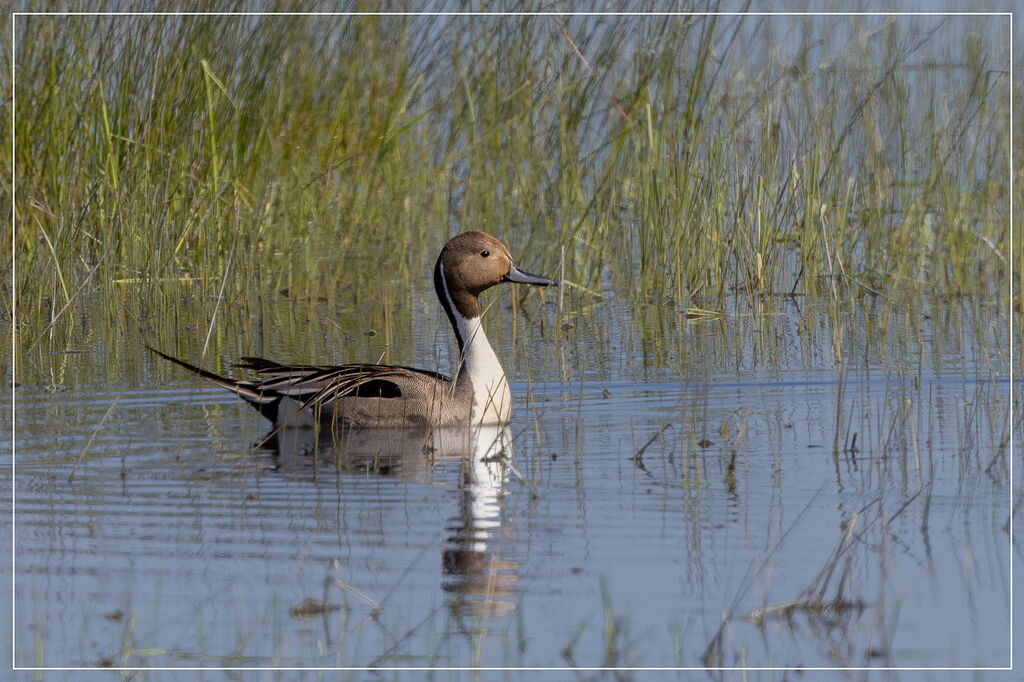 Ducks in the Grass - Avian Critiques - Nature Photographers Network