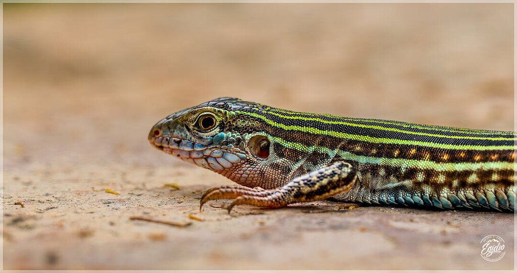 Texas spotted whiptail (+ Rework) - Weekly Challenge - Nature ...