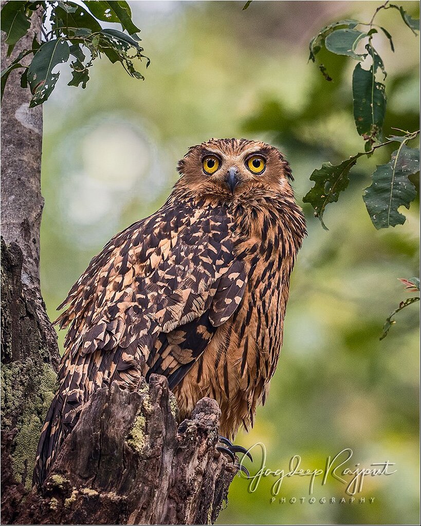 Tawny Fish Owl - Image Critiques - Nature Photographers Network