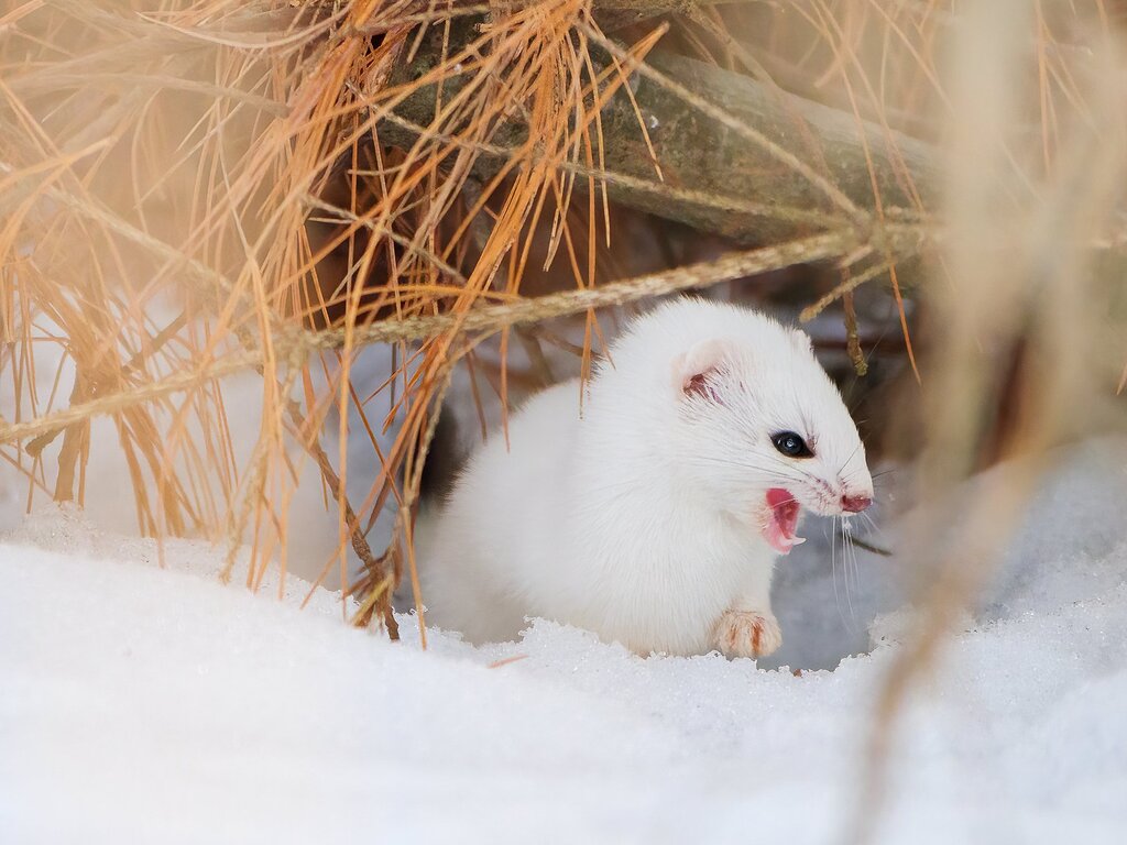 A snit in the snow - Image Critiques - Nature Photographers Network