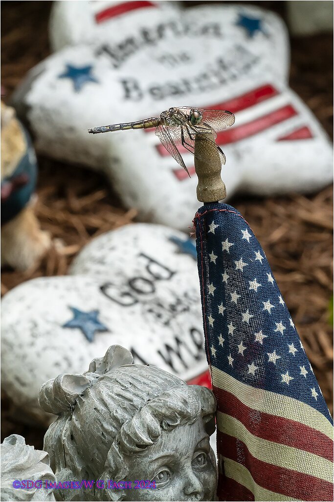 Red, White and Blue Dasher - Image Critiques - Nature Photographers Network