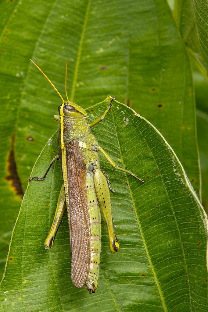Obscure Bird Grasshopper - Image Critiques - Nature Photographers Network
