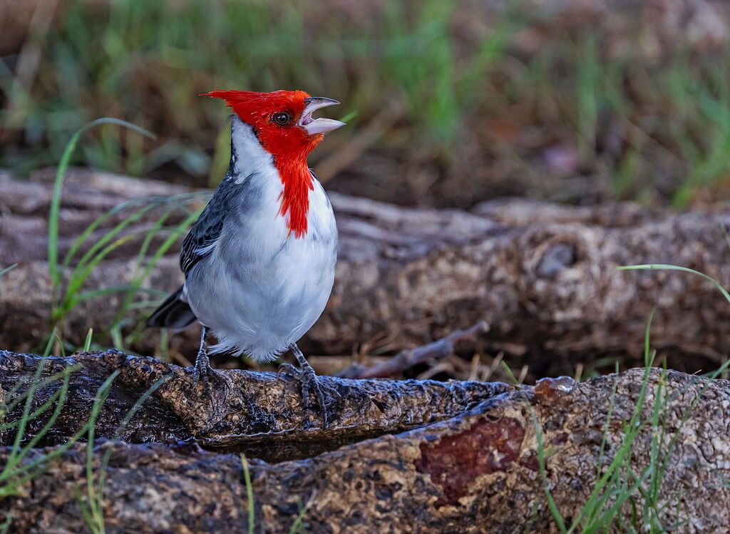 Red Headed Cardinal Series - Avian Critiques - Nature Photographers Network