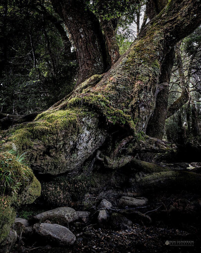 Arboreal Grasp + Rework - Landscape Critiques - Nature Photographers ...