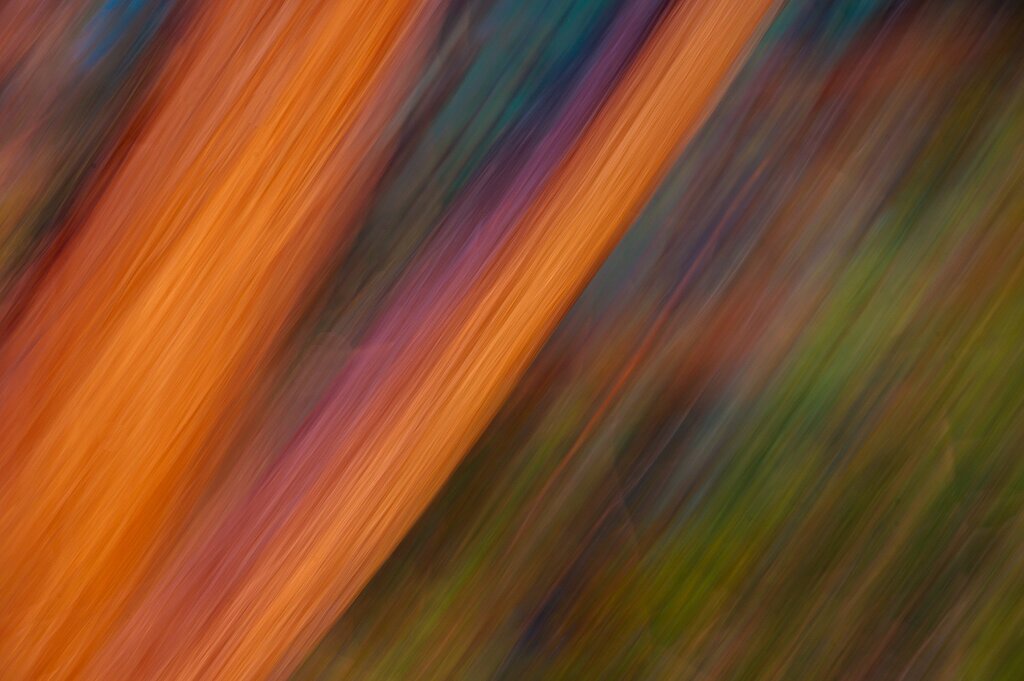 Sunny cedar - Abstract Nature Critiques - Nature Photographers Network