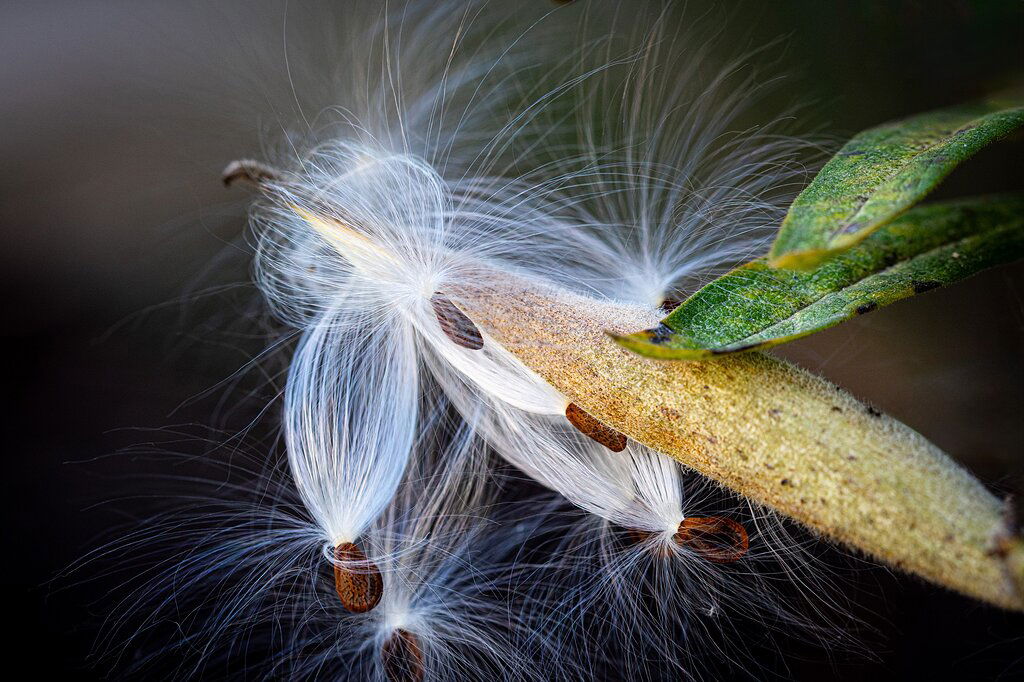 Seed Pod Close Up - Macro/Close-up Critiques - Nature Photographers Network