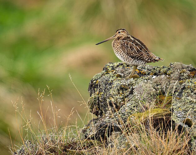 Common snipe in typical habitat - Avian Critiques - Nature ...