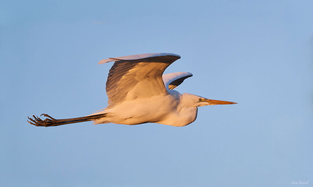 Egret in Early Morning Sunlight w/Rework - Avian Critiques - Nature ...