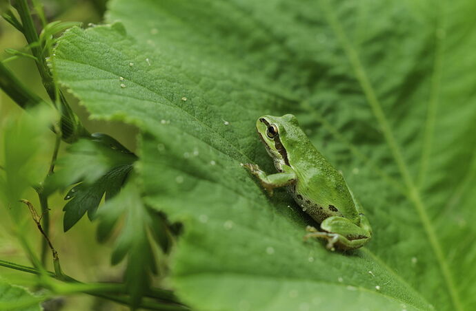 Frog pollinator - Weekly Challenge - Nature Photographers Network