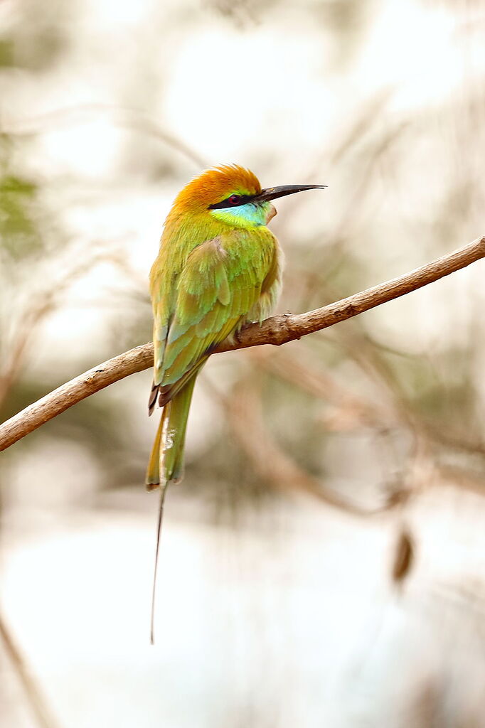 Bee Eater - Avian Critiques - Nature Photographers Network