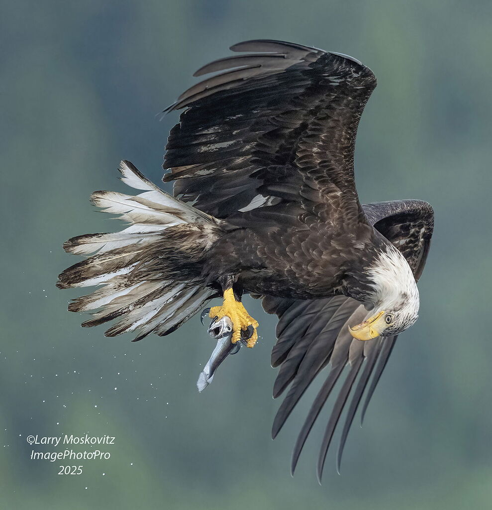 Bald Eagle with fish - Image Critiques - Nature Photographers Network