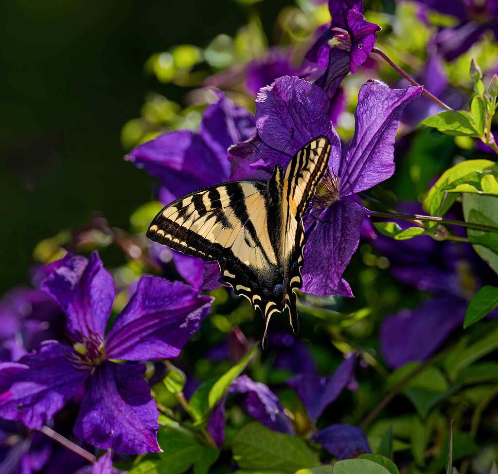 Tiger Swallowtail in Clematis - Image Critiques - Nature Photographers ...
