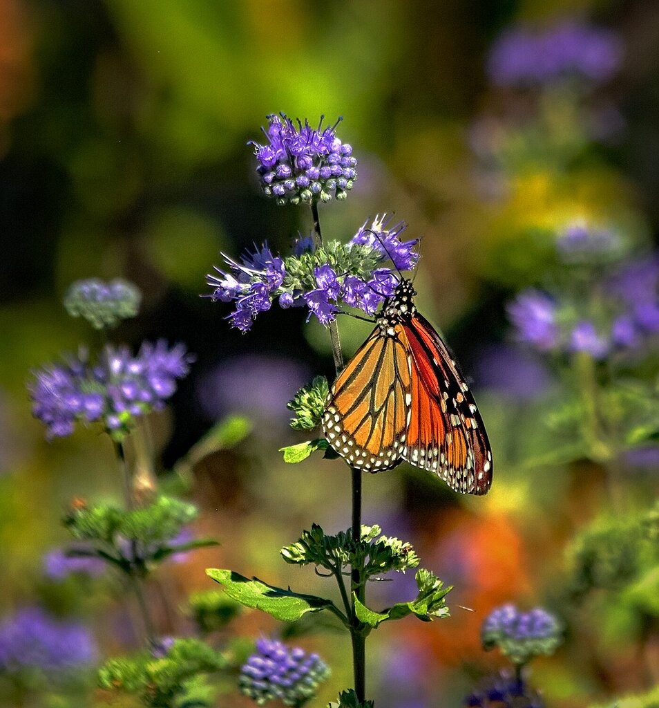 Nectaring Monarch + Repost Incorporating Suggestions - Macro/Close-up ...