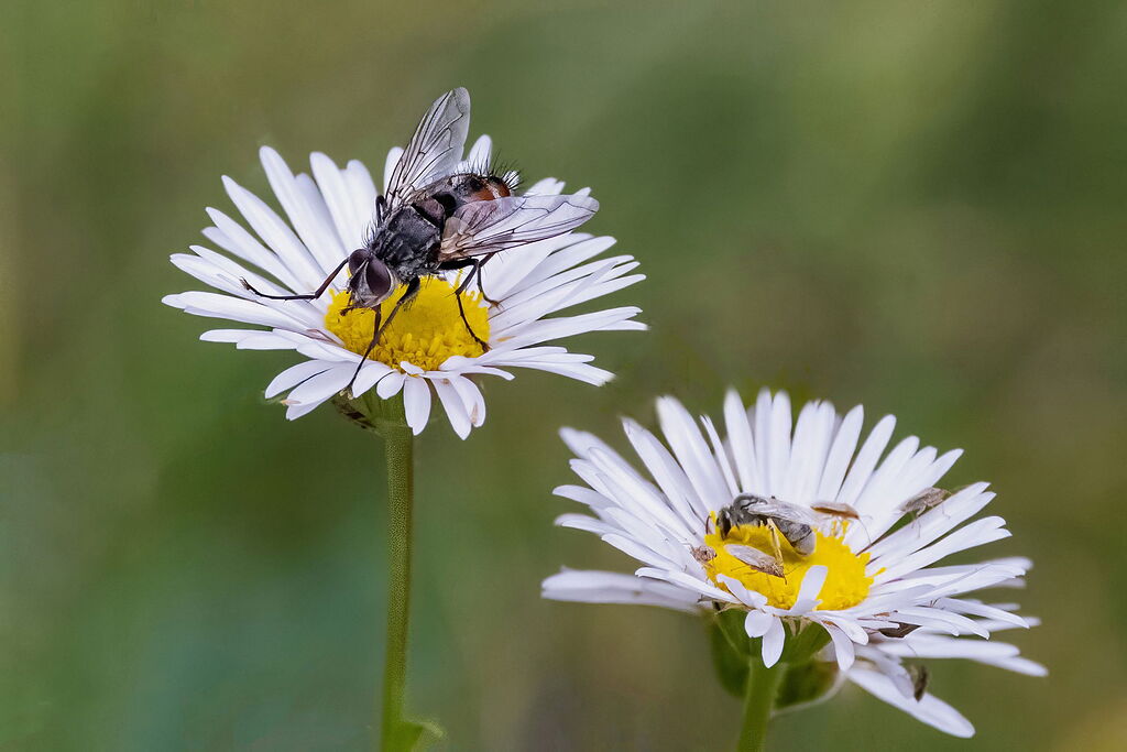 Sarcophagid (Flesh) Flies and Friends - Repost/Reorder - Image ...