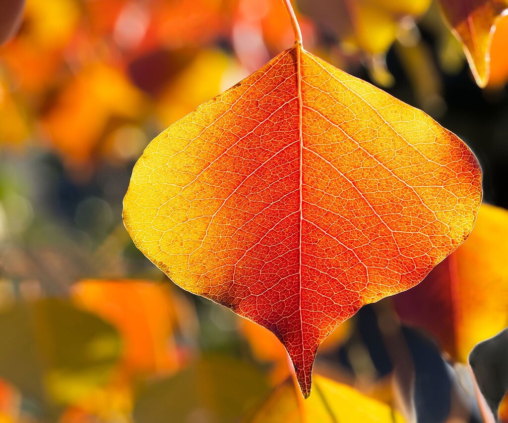 Autumn Leaf + Rework - Flora Critiques - Nature Photographers Network