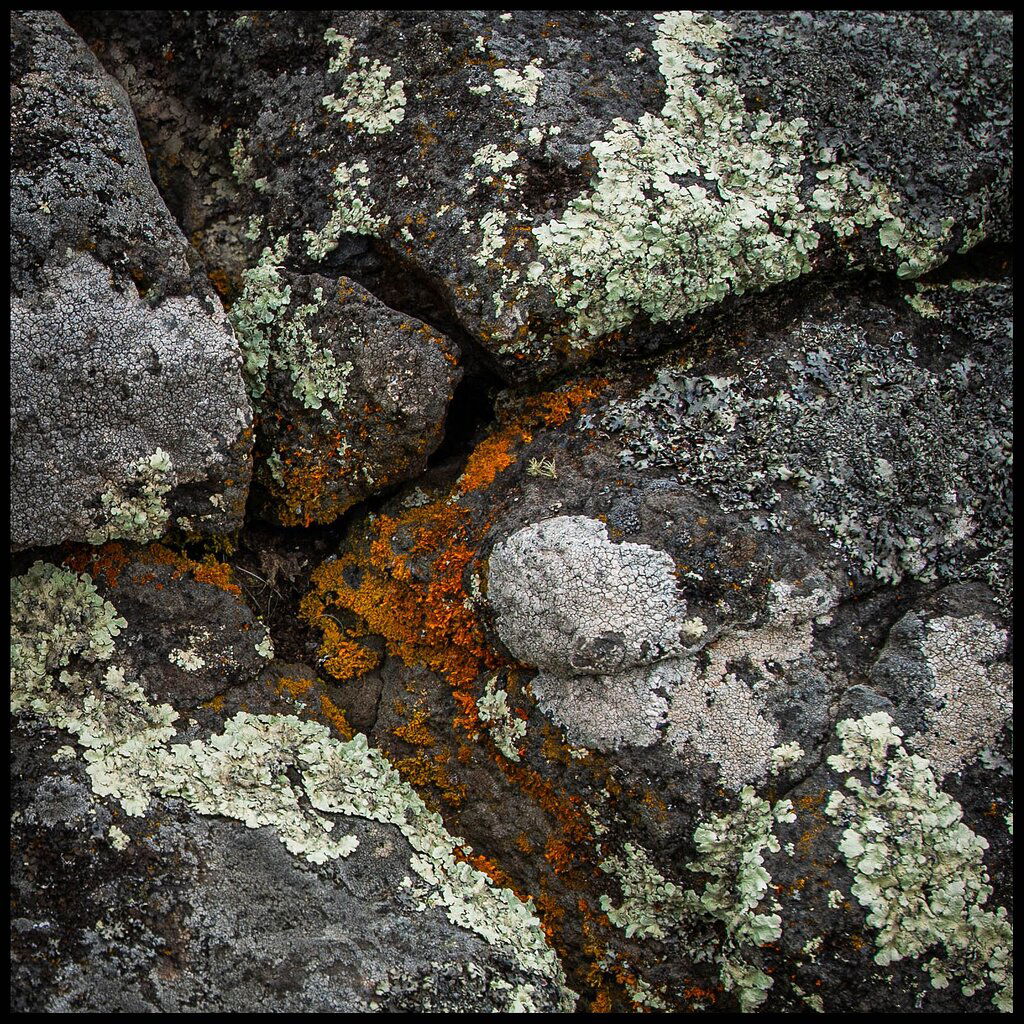 Bleeding heart + rework (square crop) - Landscape Critiques - Nature ...