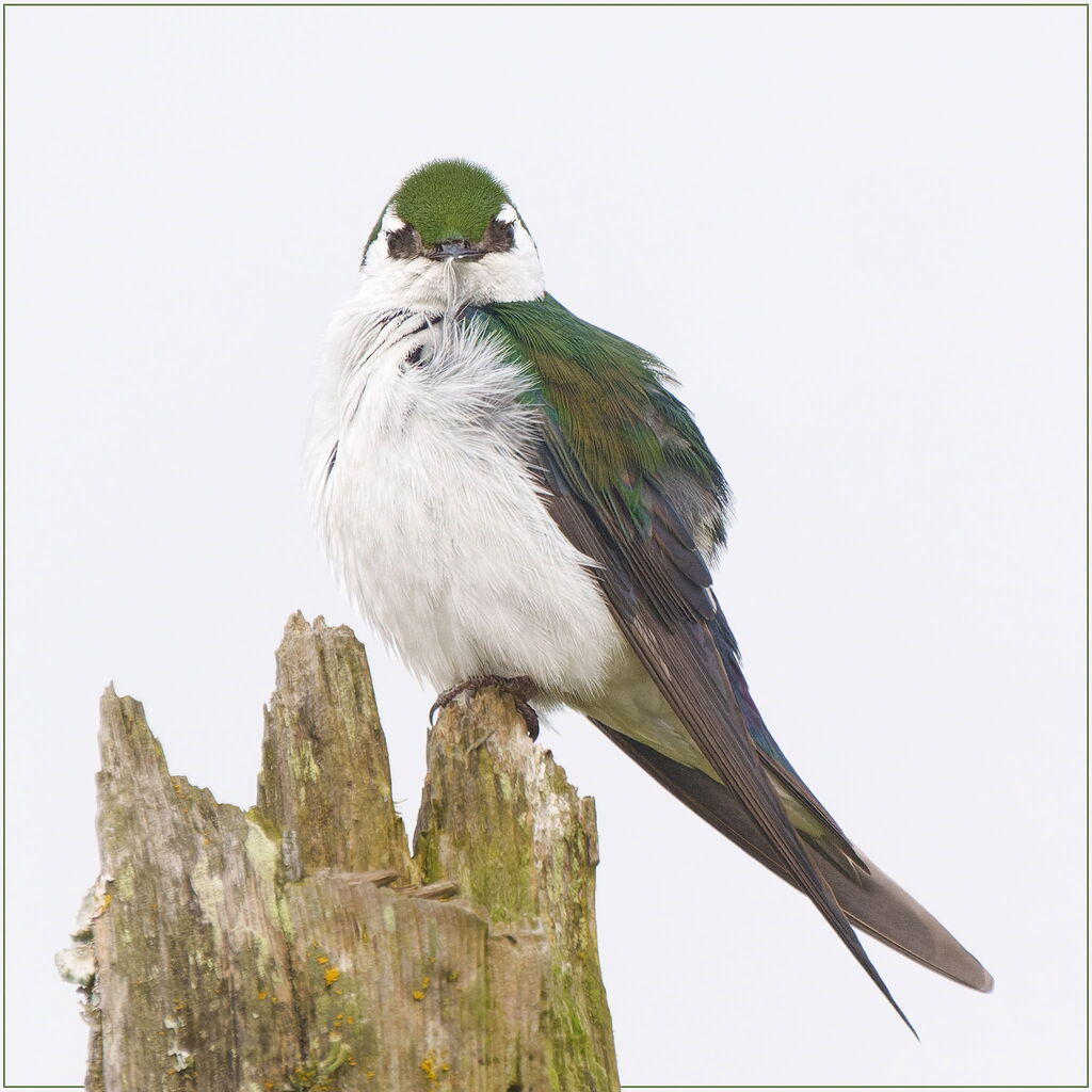 Violet Green Swallow - Image Critiques - Nature Photographers Network