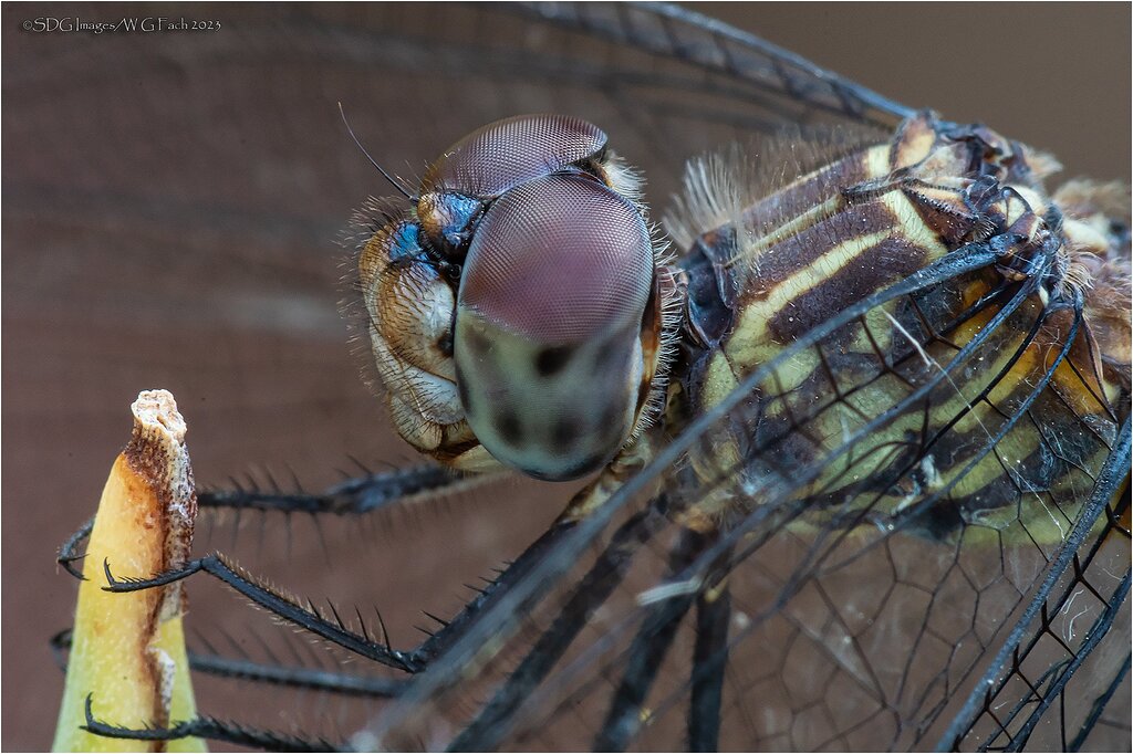 Eyes Left - Weekly Challenge - Nature Photographers Network