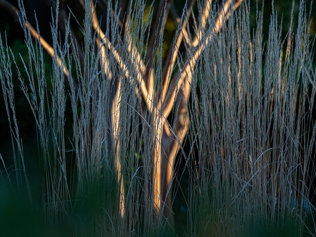 Trees and Grasses - Image Critiques - Nature Photographers Network