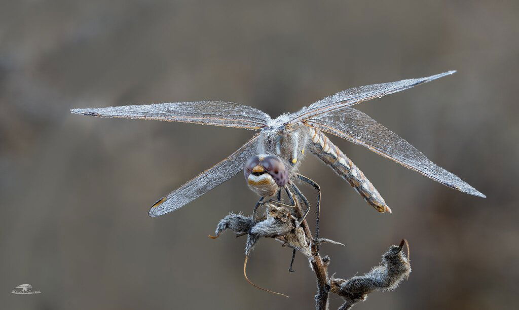 Late to the Show Dragonfly (Shadow Darner?) - Macro/Close-up Critiques ...