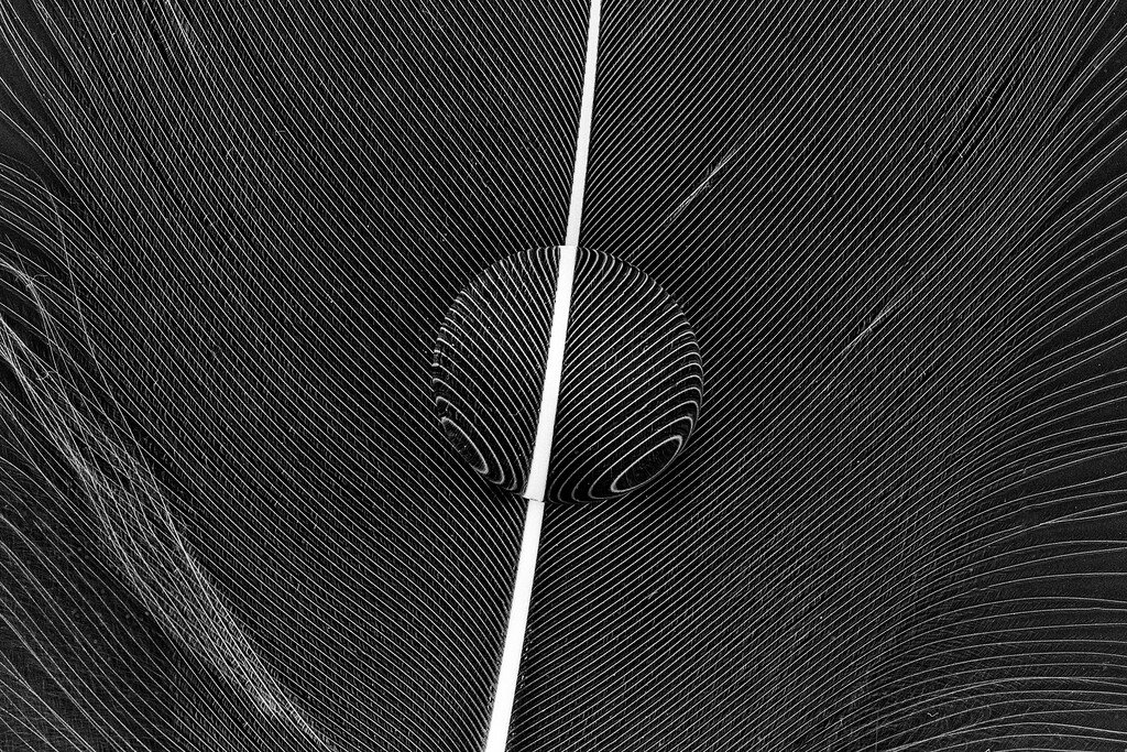 A feather from space - Image Critiques - Nature Photographers Network