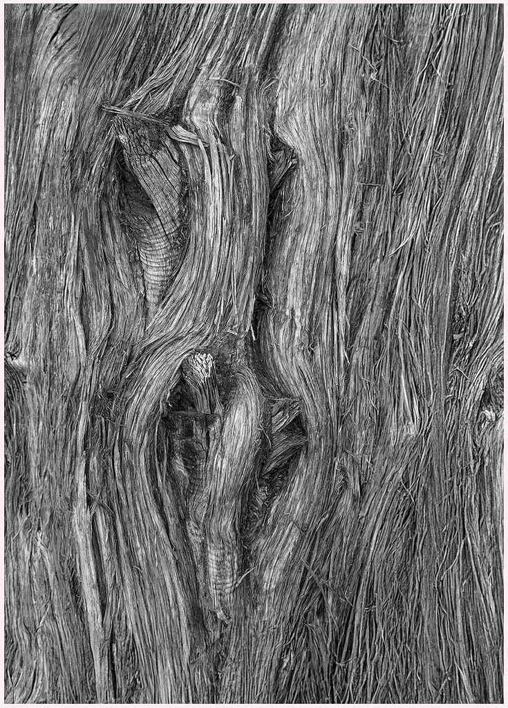 Weather-Beaten - Landscape Critiques - Nature Photographers Network