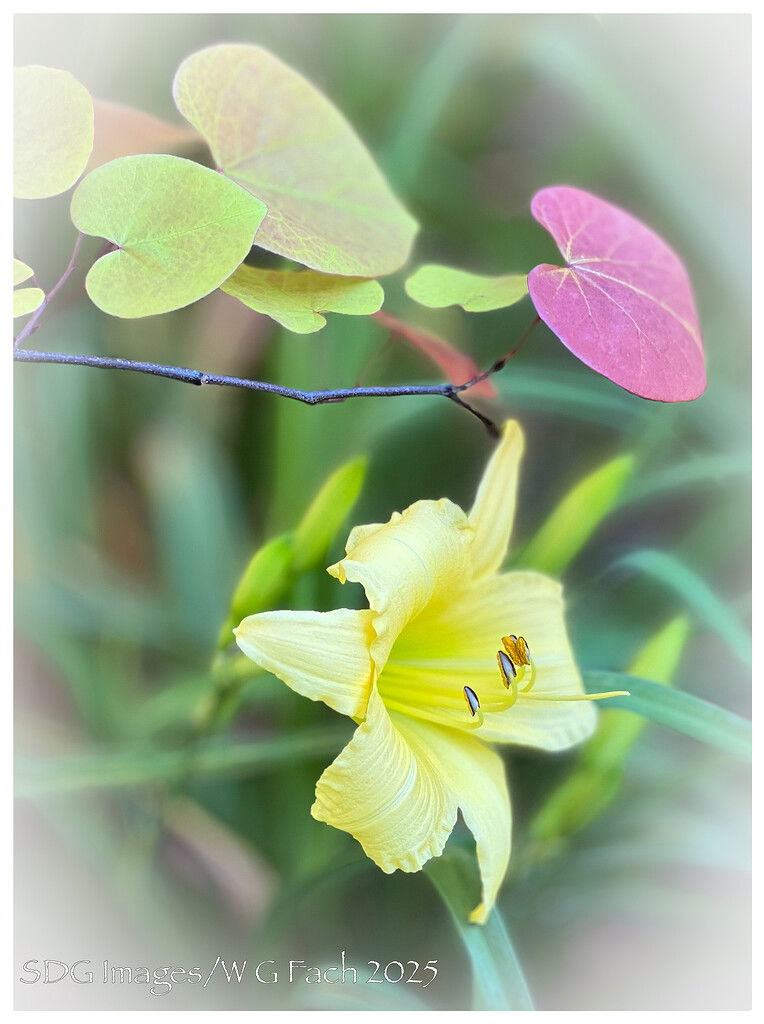 Lilies and Buds 2 - Flora Critiques - Nature Photographers Network